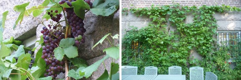 Odla vindruvor i sand - Gröna rader Odla vindruvor i sand - Gröna rader